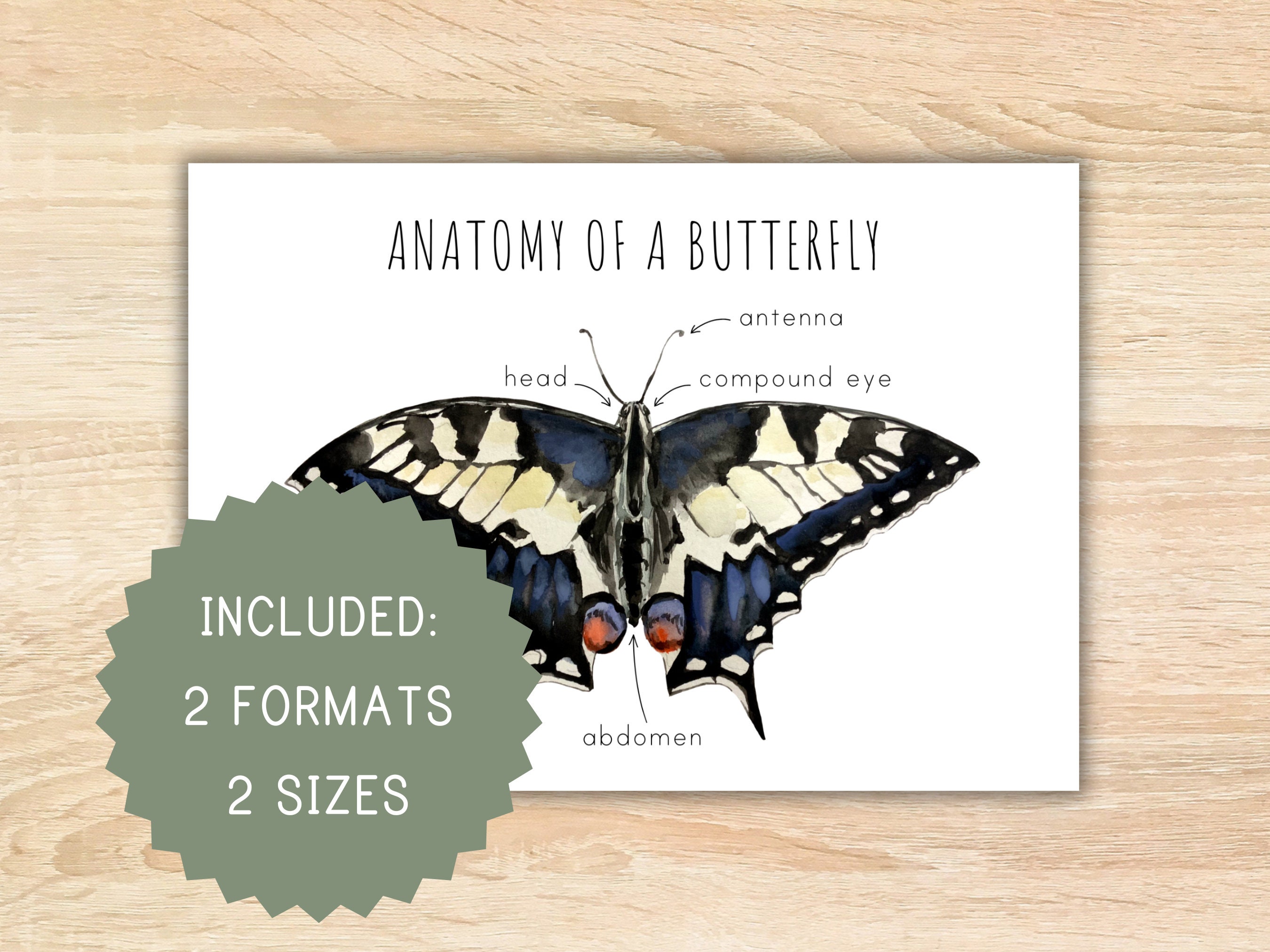 Anatomy of a Butterfly Homeschool Printable Montessori Resource Anatomy ...