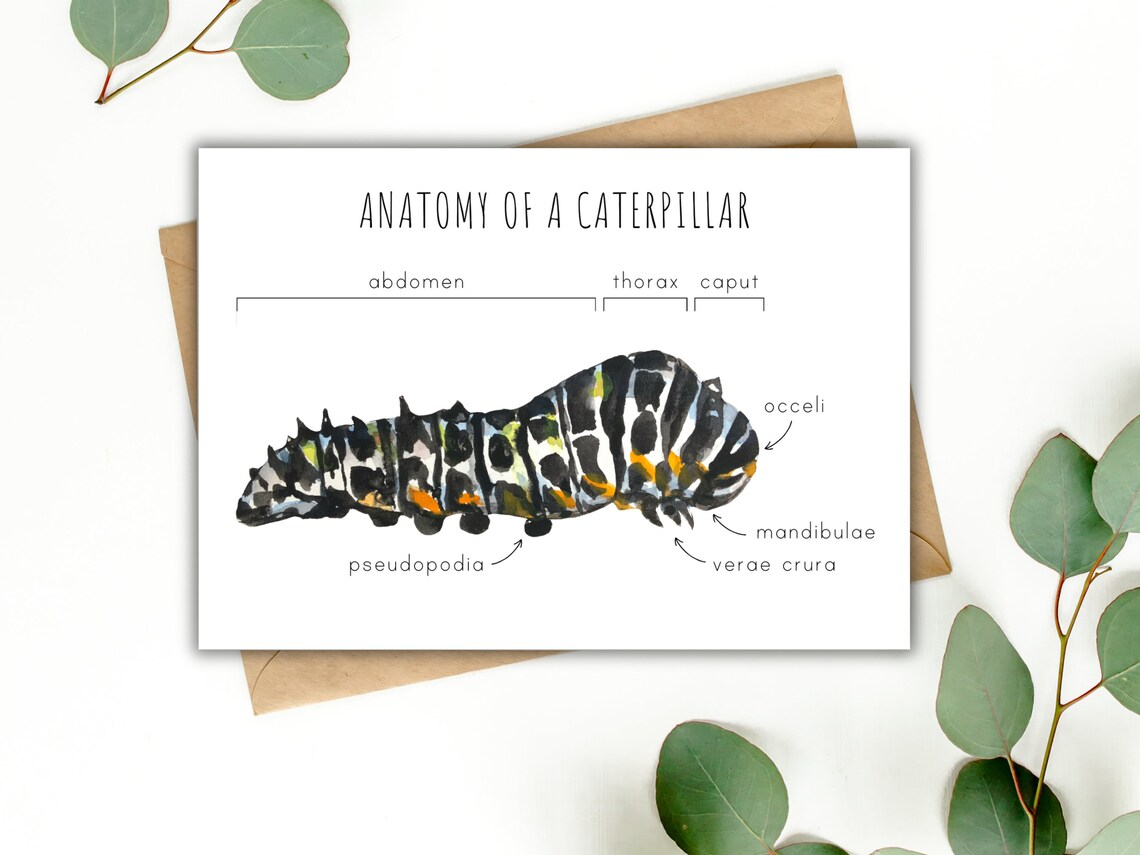 Anatomy of a Caterpillar Homeschool Printable Montessori Resource ...