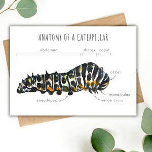 Anatomy of a Caterpillar Homeschool Printable Montessori Resource ...