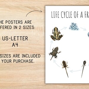 Frog Life Cycle of a Frog Homeschool Printable Montessori Resource Life ...