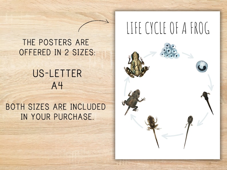 Frog Life Cycle of a Frog Homeschool Printable Montessori Resource Life ...