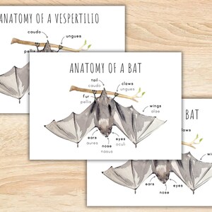 Bat Anatomy of a Bat Homeschool Printable Montessori Resource Anatomy ...