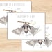 Bat Anatomy of a Bat Homeschool Printable Montessori Resource Anatomy ...