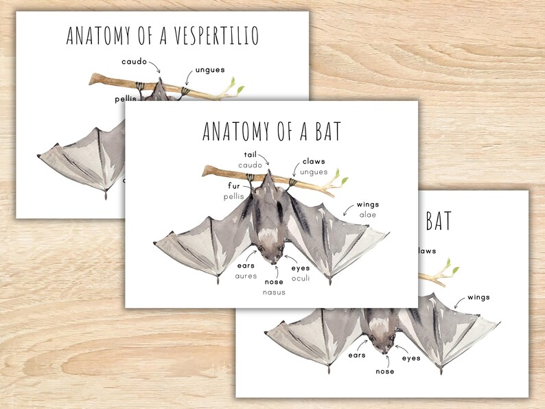 Bat Anatomy of a Bat Homeschool Printable Montessori Resource Anatomy ...