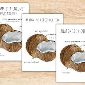 Anatomy of a Coconut Homeschool Printable Montessori Resource Anatomy ...