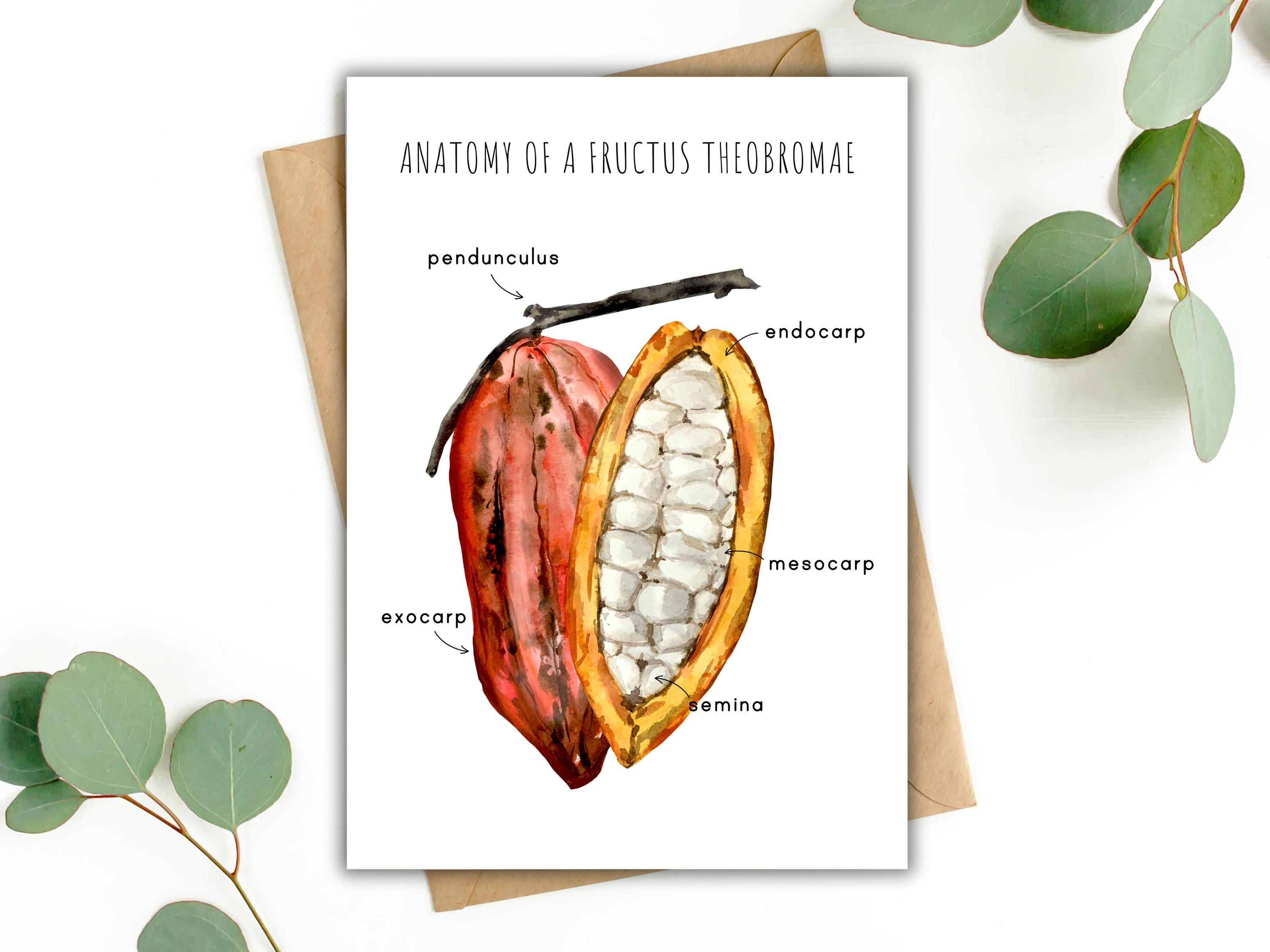 Anatomy of a Cacao Pod Homeschool Printable Montessori Resource Anatomy ...