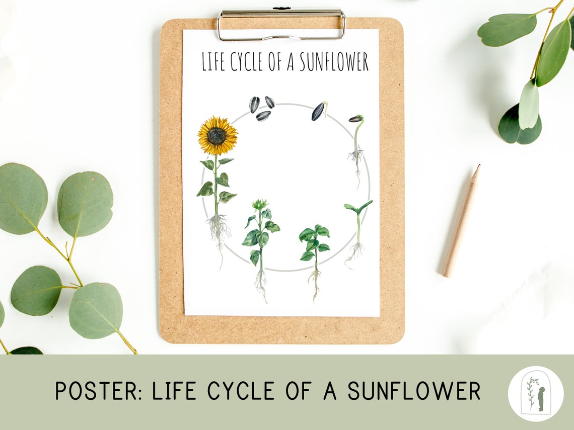 Life Cycle of a Sunflower Homeschool Printable Montessori - Etsy