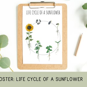 Life Cycle of a Sunflower Homeschool Printable Montessori - Etsy