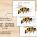 Anatomy of a Honey Bee Homeschool Printable Montessori Resource Anatomy ...