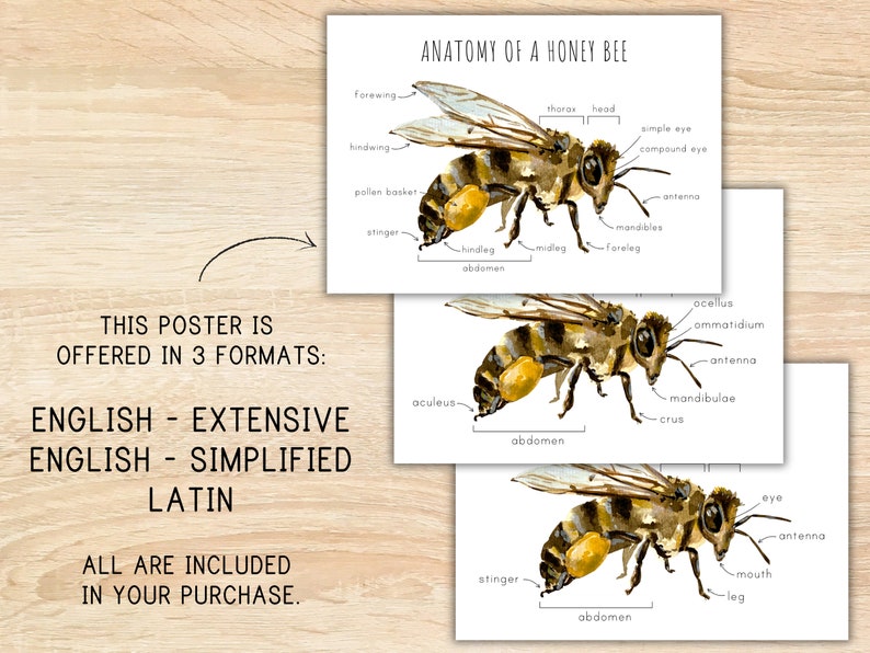 Anatomy of a Honey Bee Homeschool Printable Montessori Resource Anatomy ...