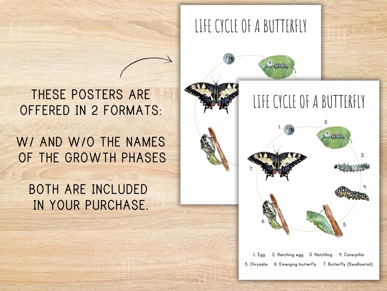 Life Cycle of a Butterfly Homeschool Printable Montessori Resource Life ...