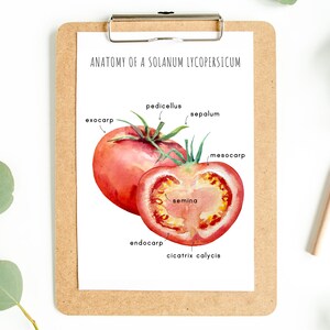 Anatomy of a Tomato Fruit Homeschool Printable Montessori Resource ...