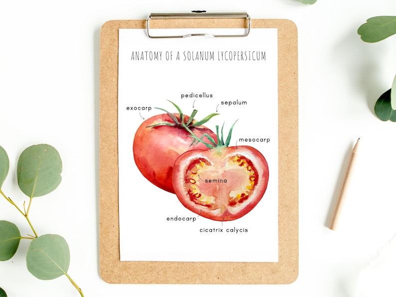 Anatomy of a Tomato Fruit Homeschool Printable Montessori Resource ...