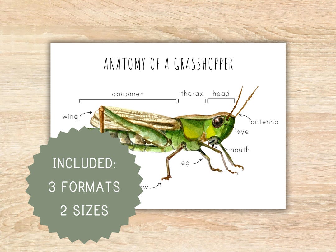 Anatomy of a Grasshopper Homeschool Printable Montessori Resource ...