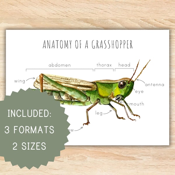 Grasshopper - Etsy