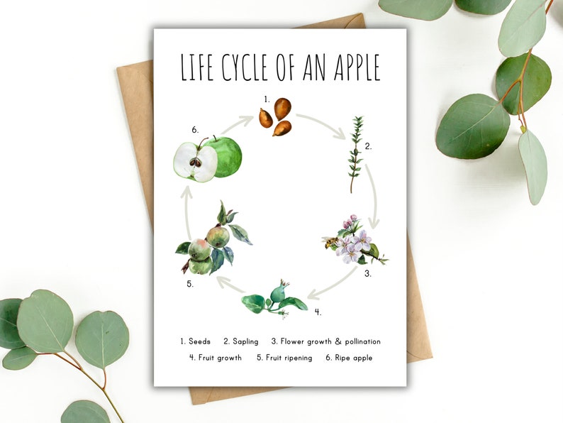 Life Cycle of a Green Apple Homeschool Printable Montessori Resource ...