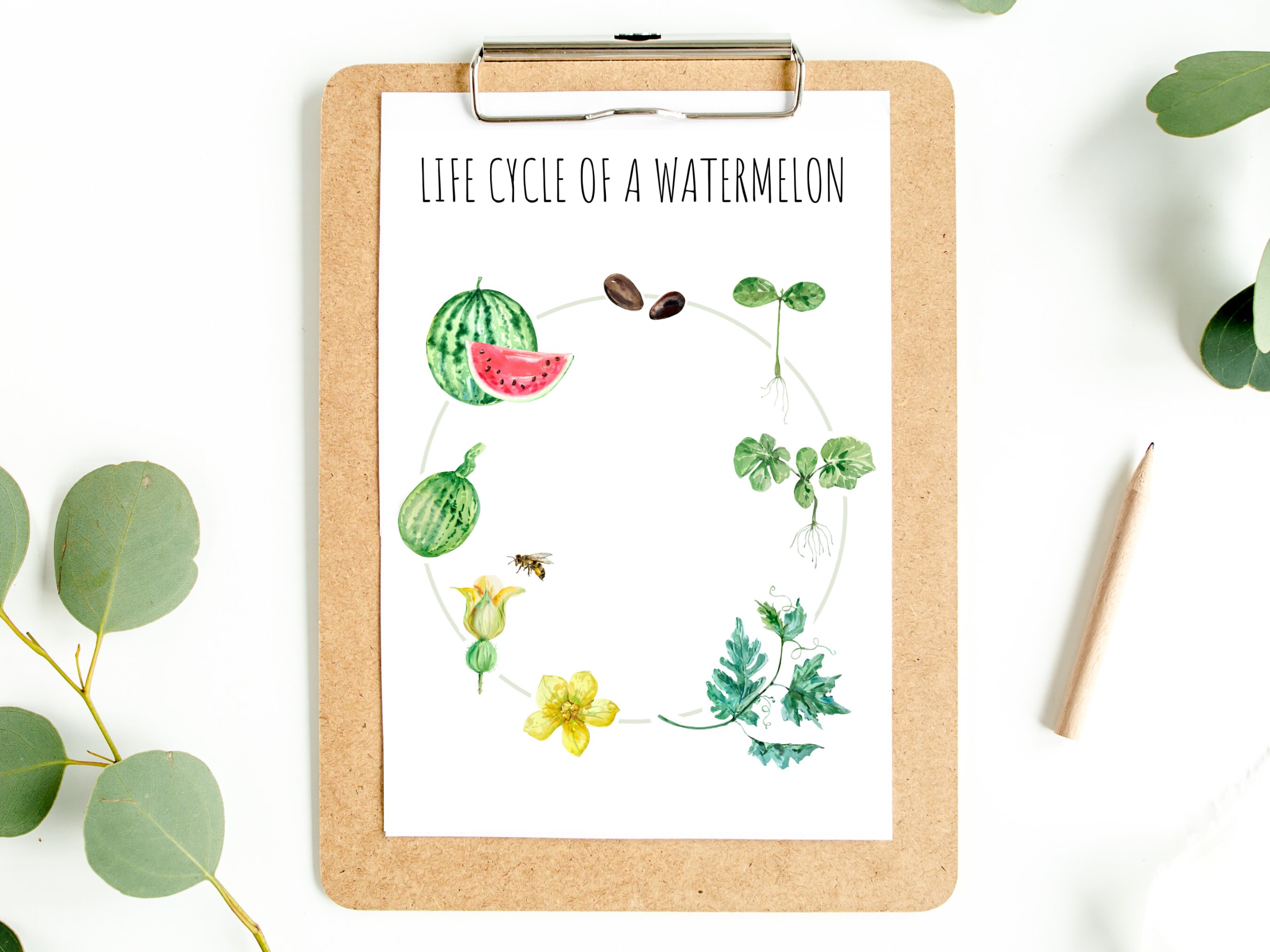 Life Cycle of a Watermelon Homeschool Printable Montessori Resource ...