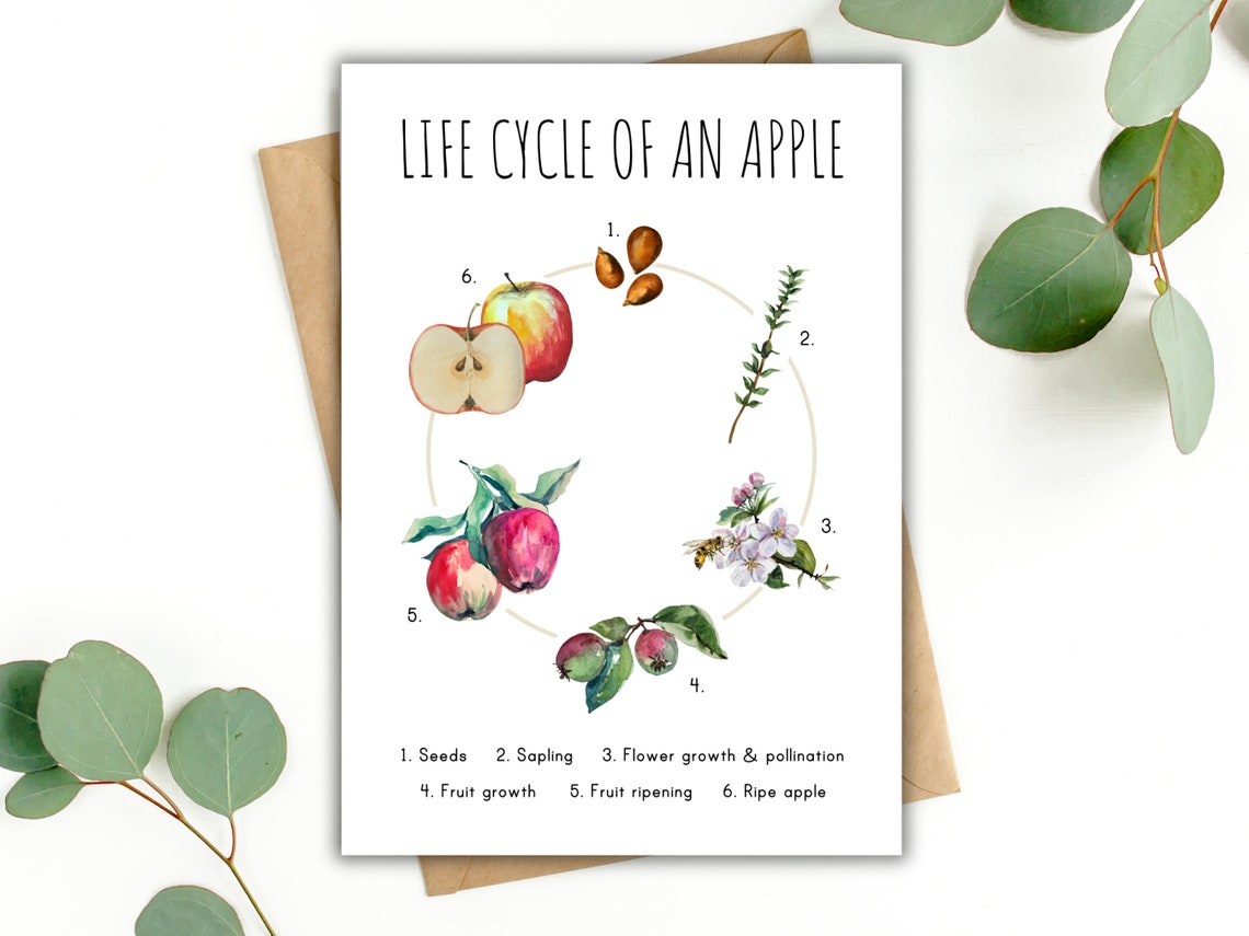 Life Cycle of a Red Apple Homeschool Printable Montessori Resource Life ...