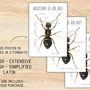 Anatomy of an Ant Homeschool Printable Montessori Resource Anatomy ...