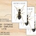 Anatomy of an Ant Homeschool Printable Montessori Resource Anatomy ...