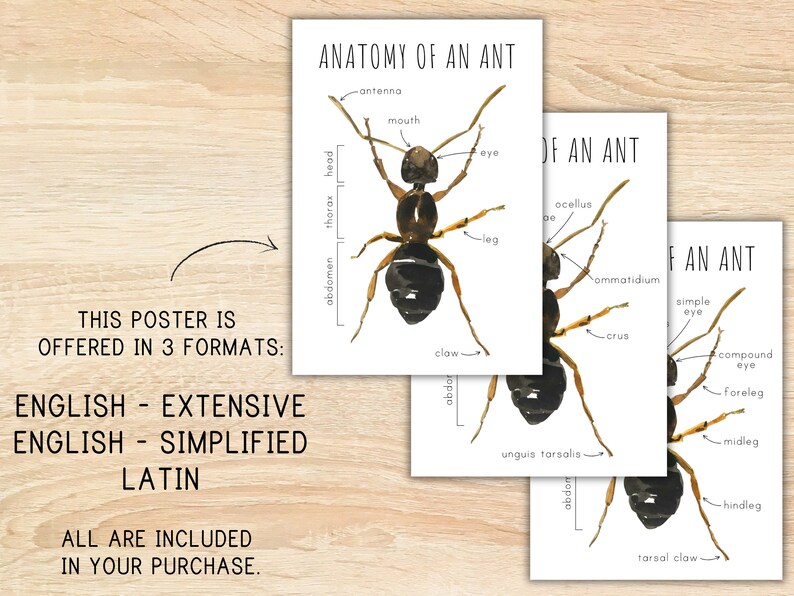 Anatomy of an Ant Homeschool Printable Montessori Resource Anatomy ...