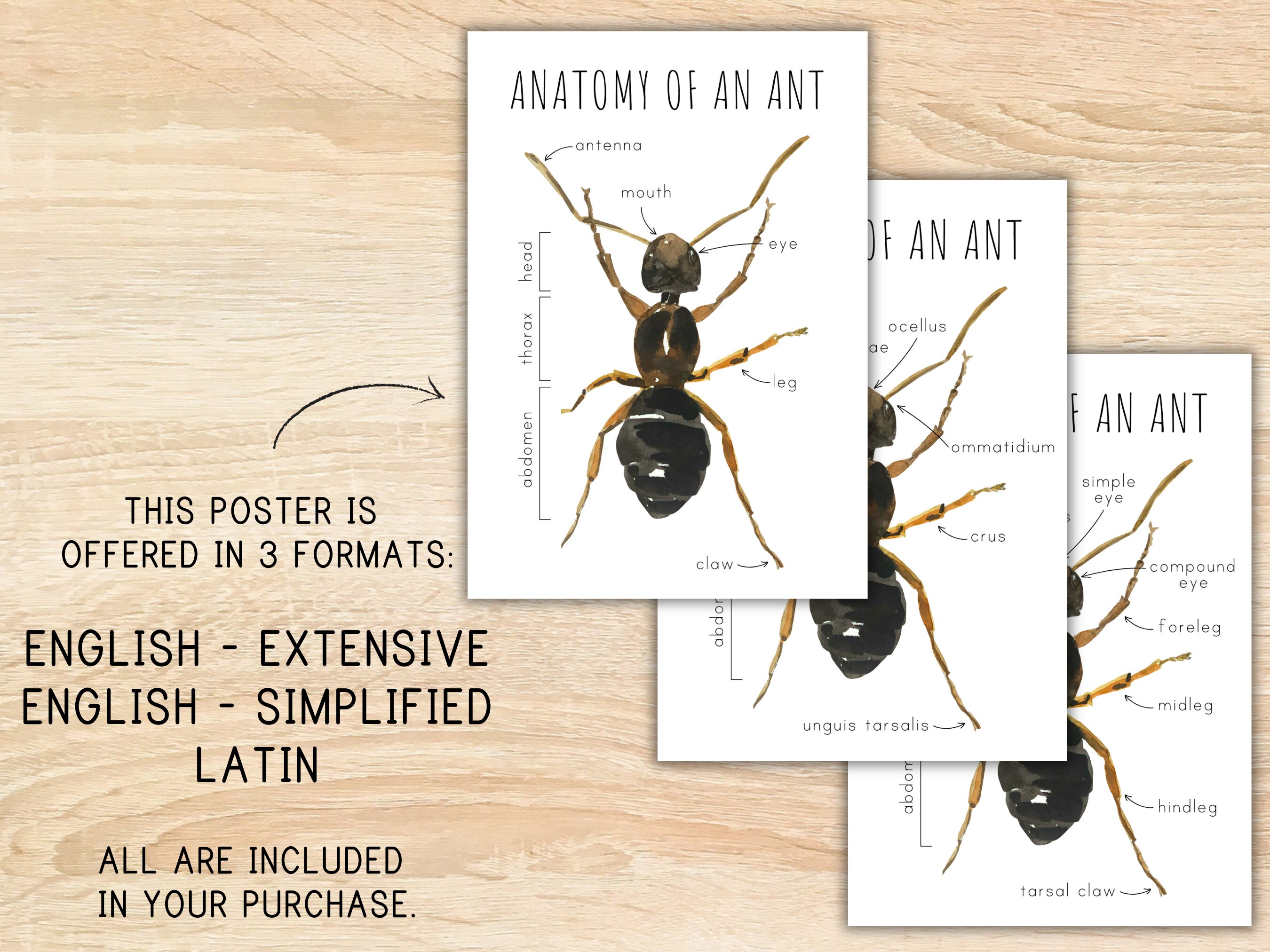 Anatomy of an Ant Homeschool Printable Montessori Resource Anatomy ...