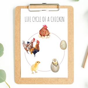 Chicken Life Cycle of a Chicken Homeschool Printable Montessori ...