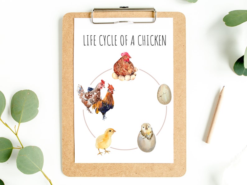 Chicken Life Cycle of a Chicken Homeschool Printable Montessori ...