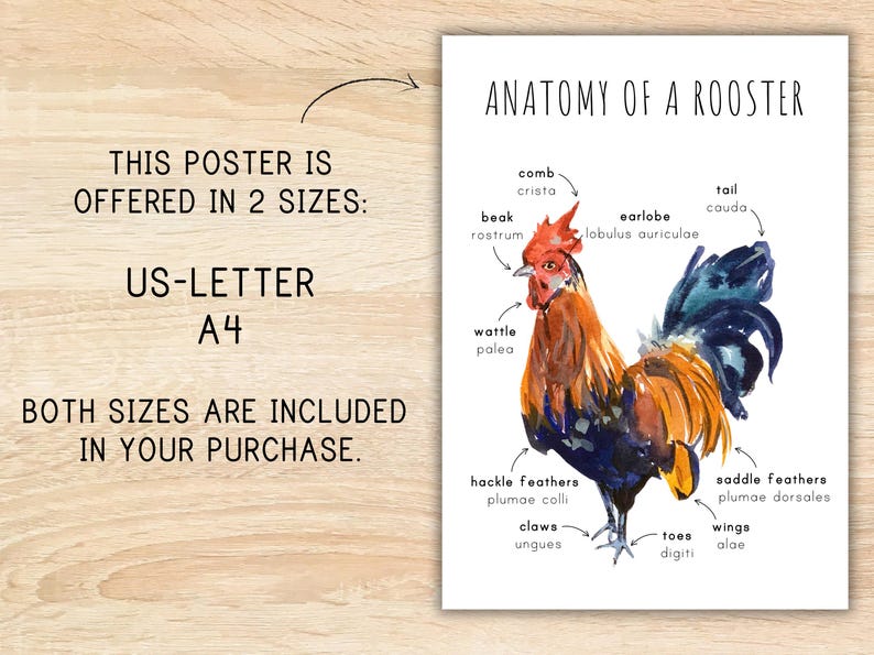 Anatomy of a Rooster Homeschool Printable Montessori Resource Anatomy ...