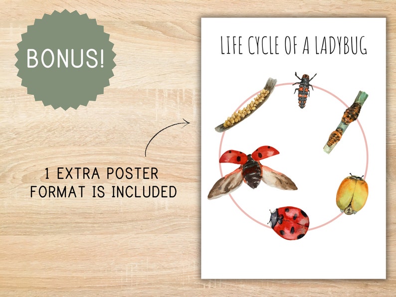 Life Cycle of a Ladybug Homeschool Printable Montessori Resource Life ...