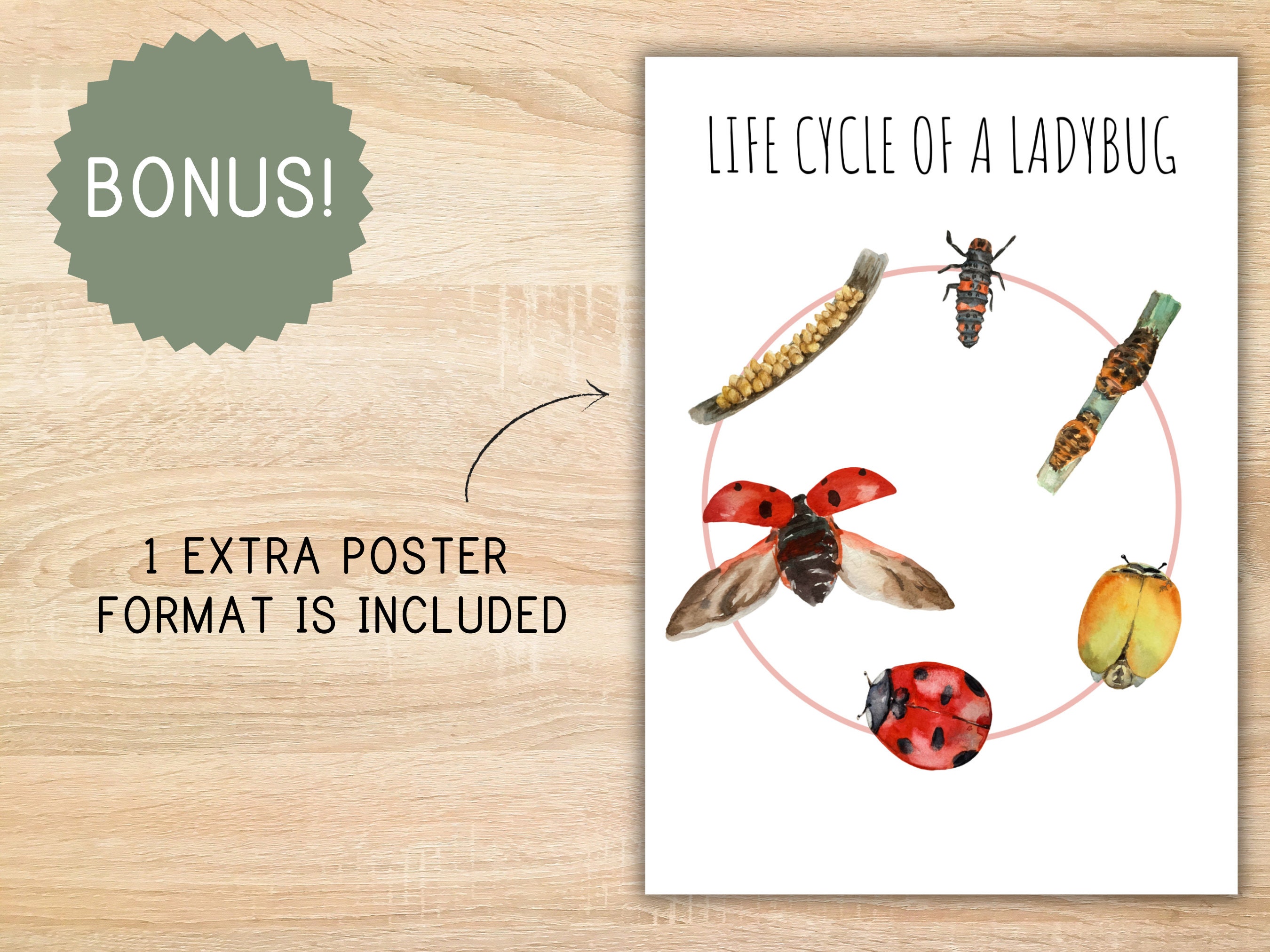 Life Cycle of a Ladybug Homeschool Printable Montessori Resource Life ...
