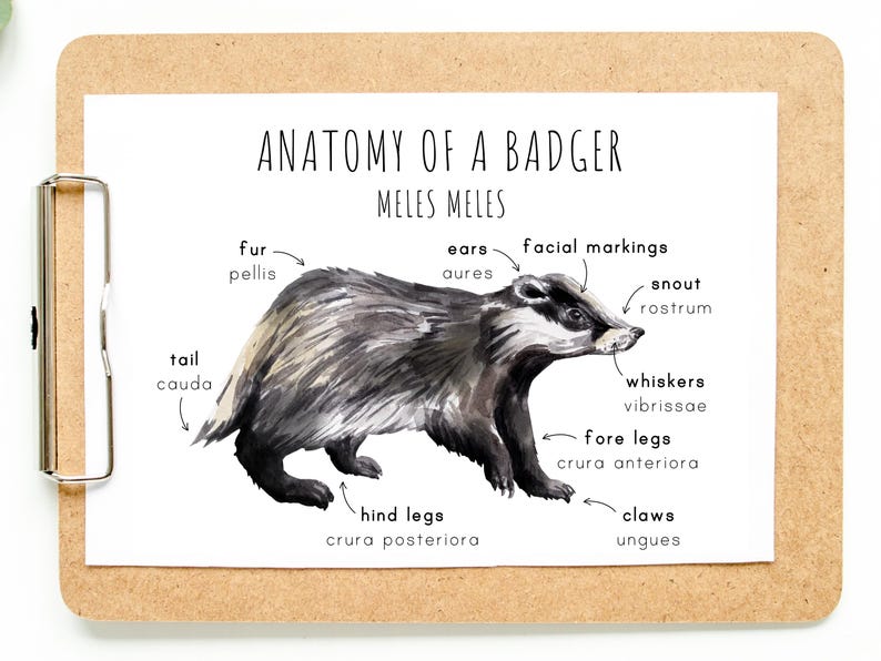 Badger Anatomy of a Badger Homeschool Printable Montessori Resource ...