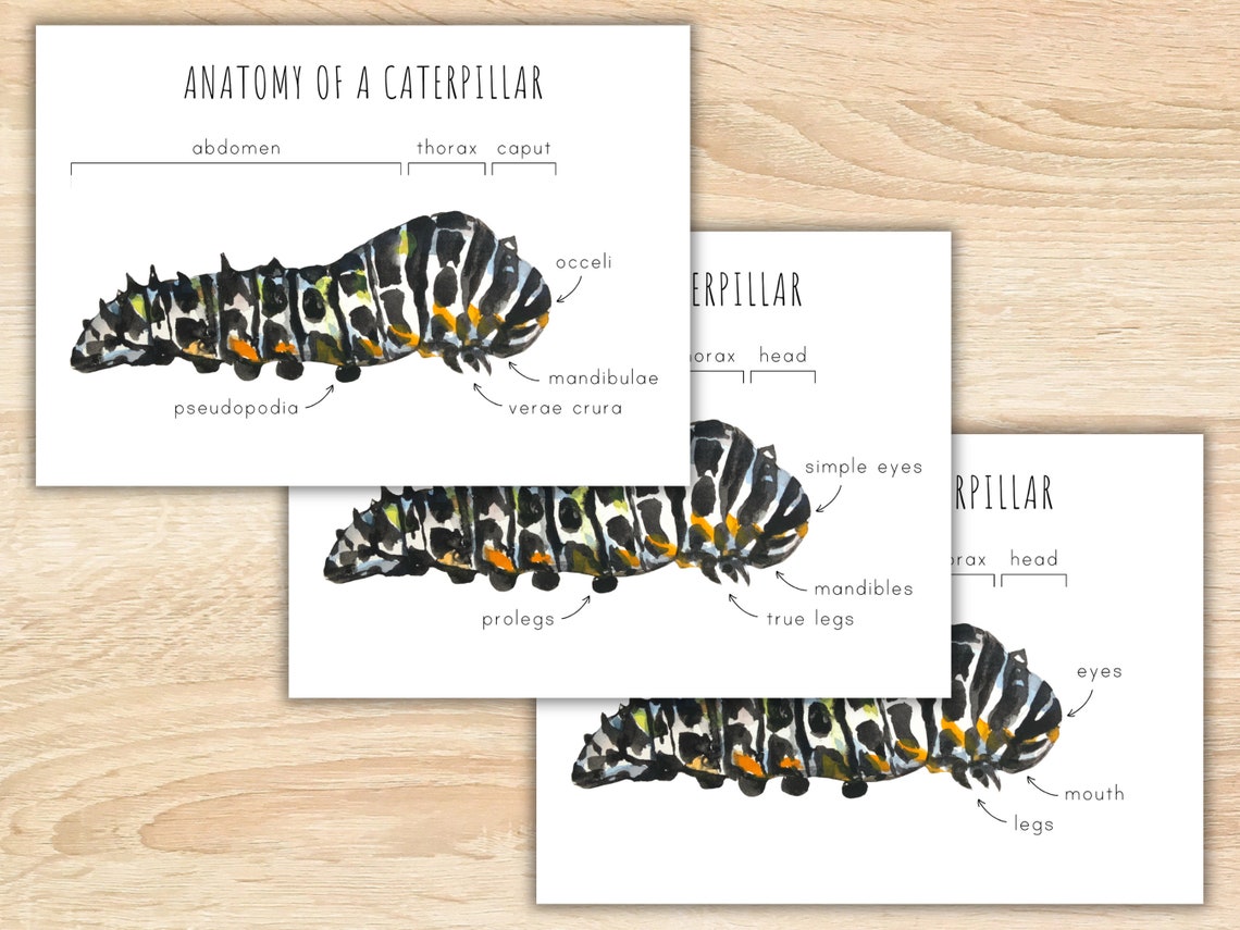 Anatomy of a Caterpillar Homeschool Printable Montessori Resource ...