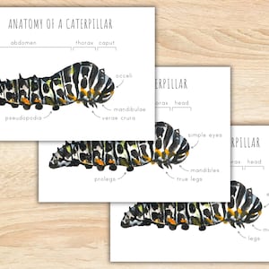 Anatomy of a Caterpillar Homeschool Printable Montessori Resource ...