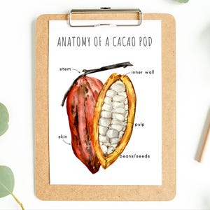 Anatomy of a Cacao Pod Homeschool Printable Montessori Resource Anatomy ...