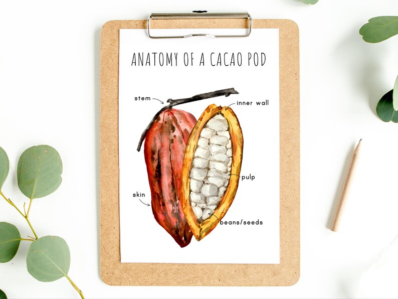 Anatomy of a Cacao Pod Homeschool Printable Montessori Resource Anatomy ...