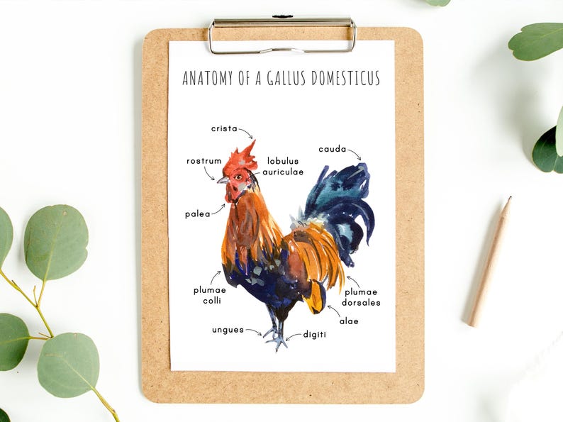 Anatomy of a Rooster Homeschool Printable Montessori Resource Anatomy ...