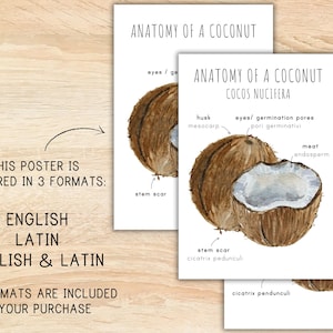 Anatomy of a Coconut Homeschool Printable Montessori Resource Anatomy ...