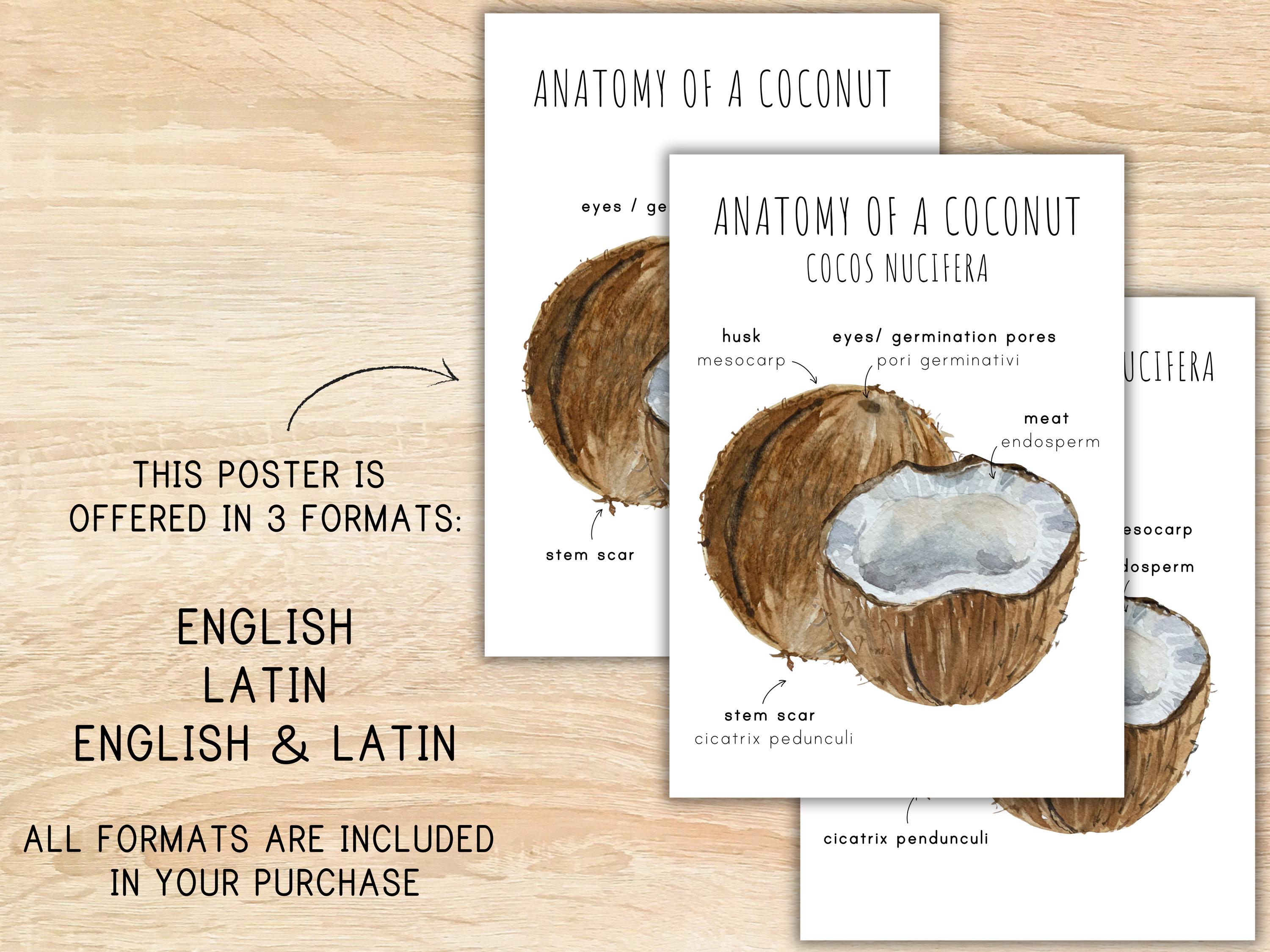 Anatomy of a Coconut Homeschool Printable Montessori Resource Anatomy ...