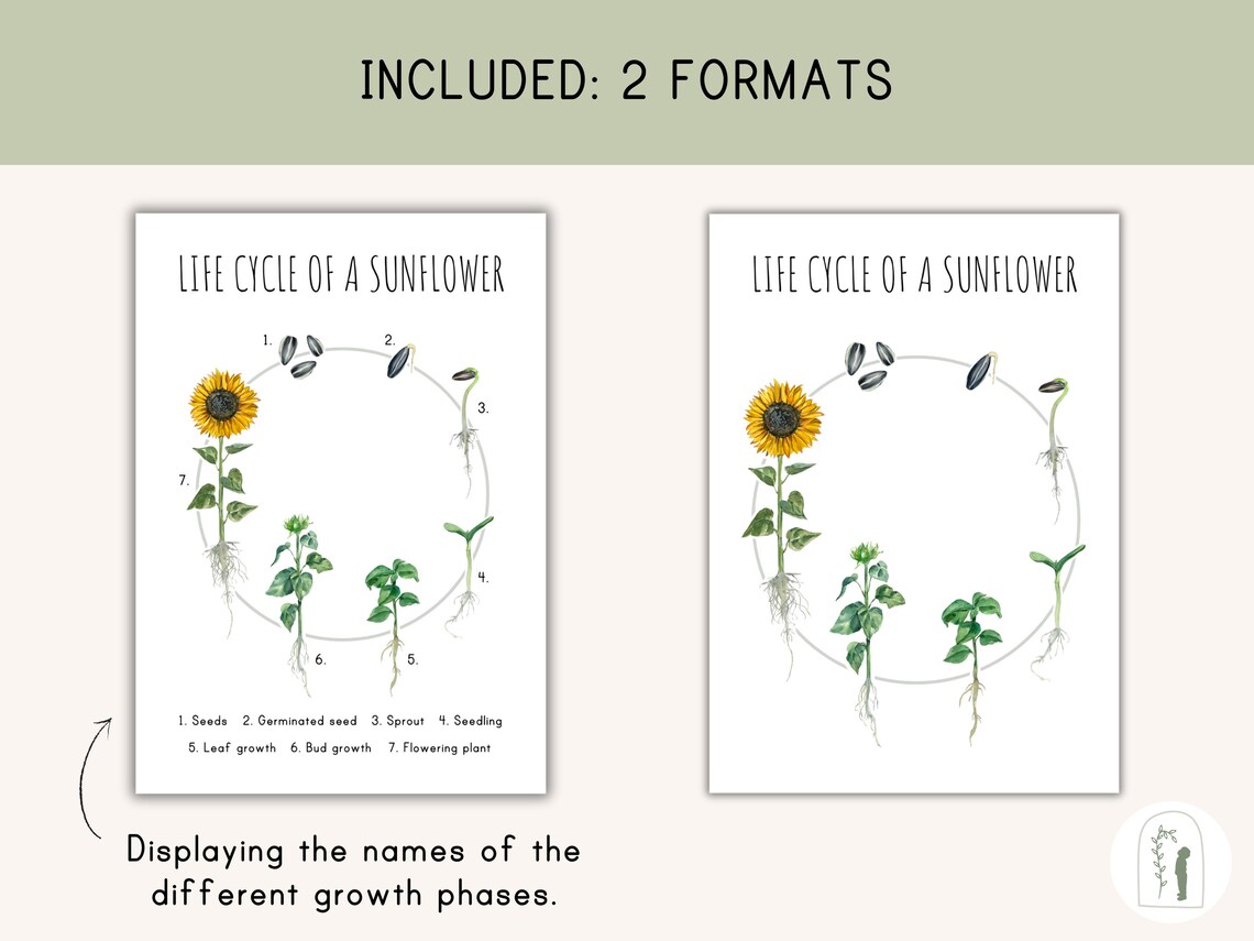 Life Cycle of a Sunflower Homeschool Printable Montessori - Etsy