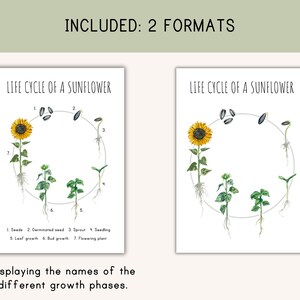 Life Cycle of a Sunflower Homeschool Printable Montessori - Etsy
