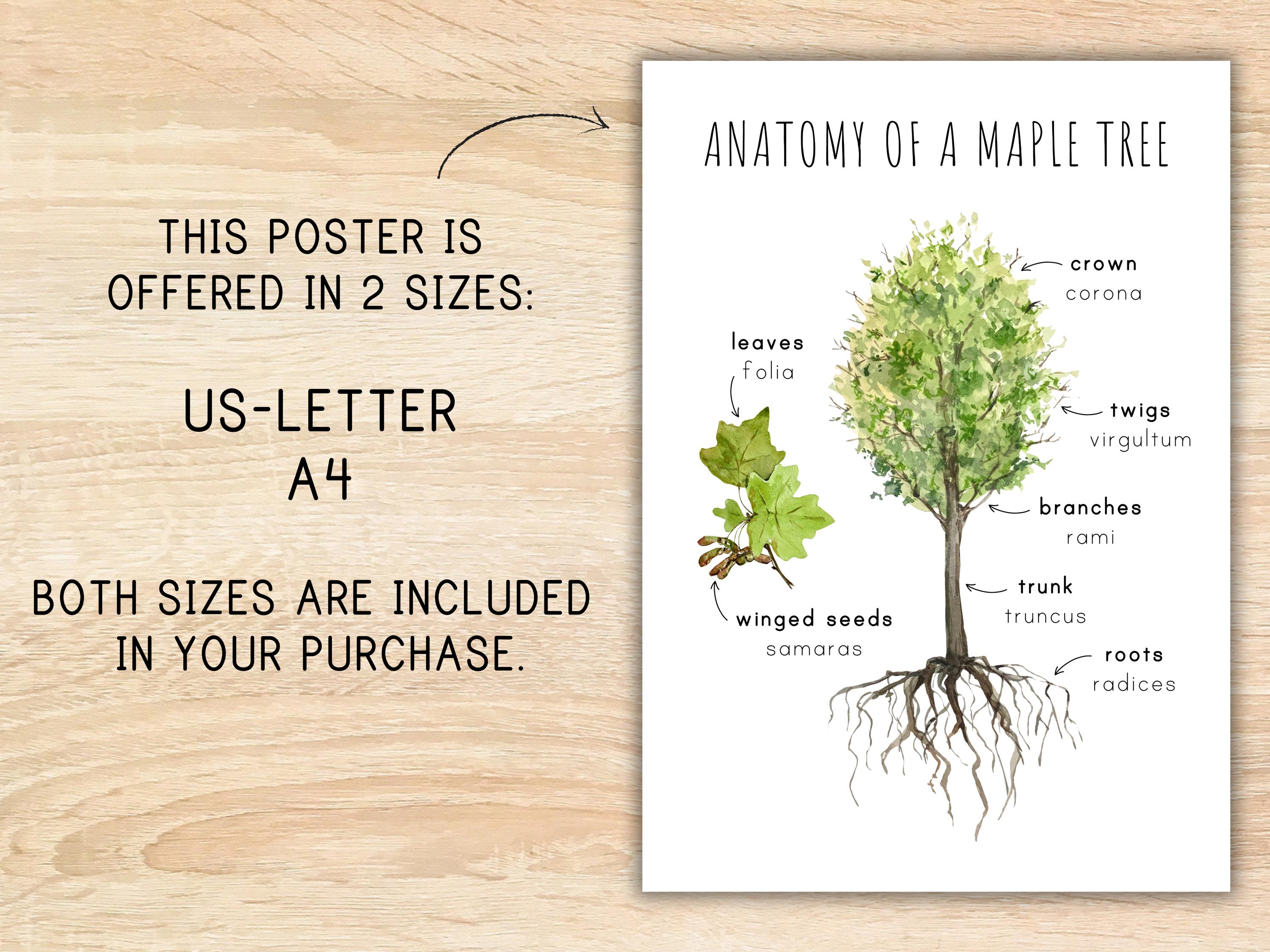 Anatomy of a Maple Homeschool Printable Montessori Resource Anatomy ...