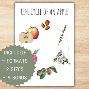 Life Cycle of a Red Apple Homeschool Printable Montessori Resource Life ...