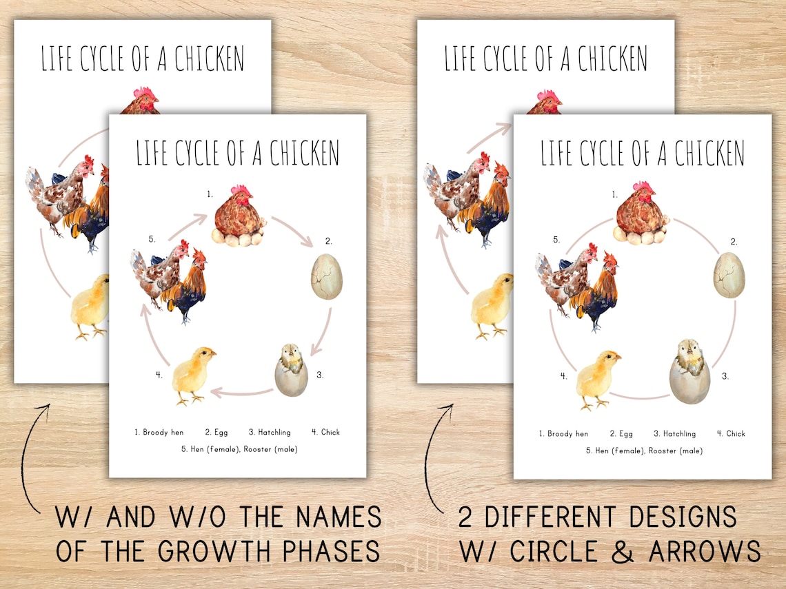 Chicken Life Cycle of a Chicken Homeschool Printable Montessori ...