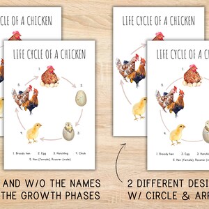 Chicken Life Cycle of a Chicken Homeschool Printable Montessori ...