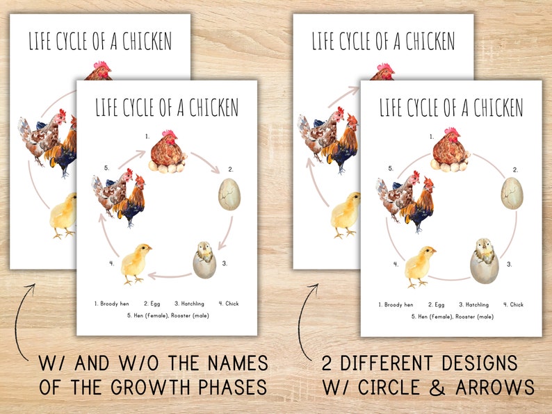 Chicken Life Cycle of a Chicken Homeschool Printable Montessori ...