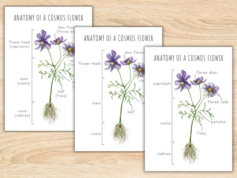 Anatomy of a Cosmos Flower Homeschool Printable Montessori Resource ...