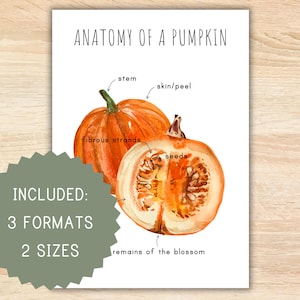 Anatomy of a Pumpkin Homeschool Printable Montessori Resource Anatomy ...