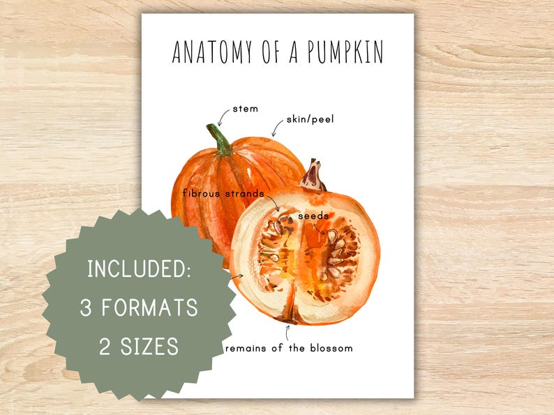 Anatomy of a Pumpkin Homeschool Printable Montessori Resource Anatomy ...