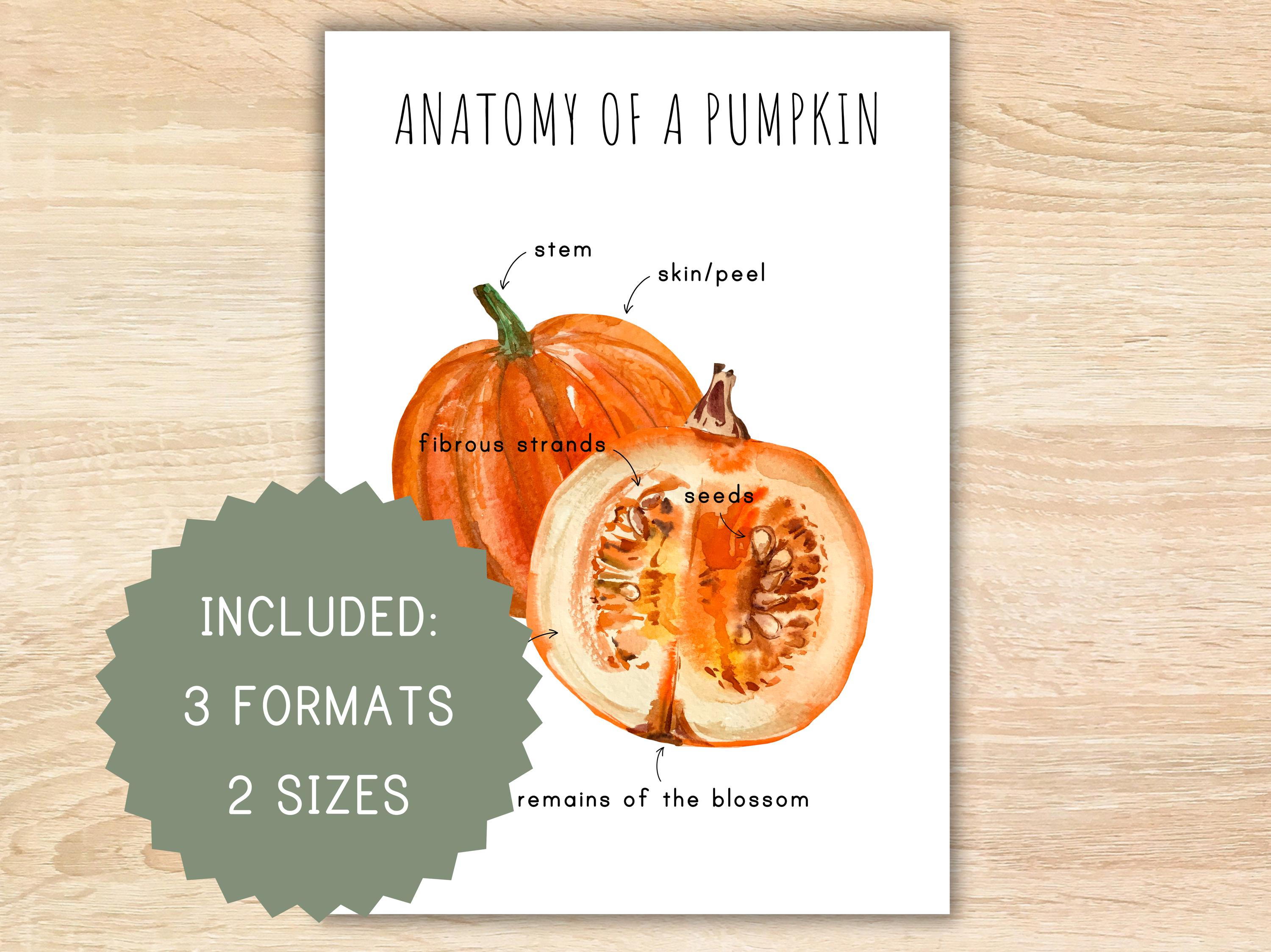 Anatomy of a Pumpkin Homeschool Printable Montessori Resource Anatomy ...